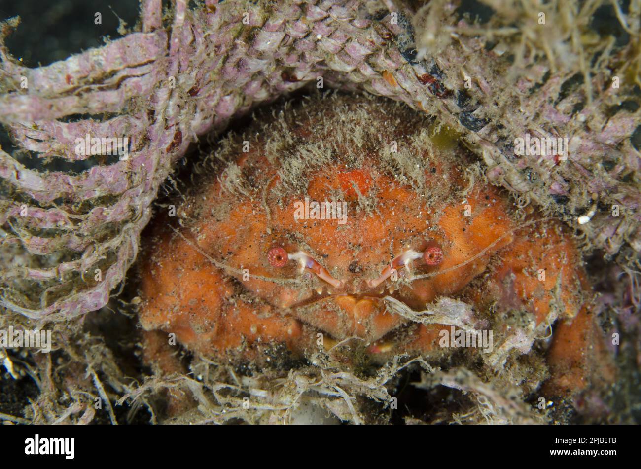 Tiere krabben -Fotos und -Bildmaterial in hoher Auflösung – Alamy