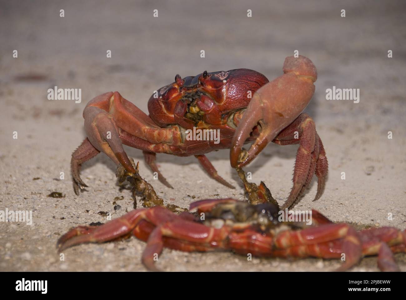 Weihnachtsinsel-Rotkrabbe (Gecarcoidea natalis), Weihnachtsinsel-Krabbe ...