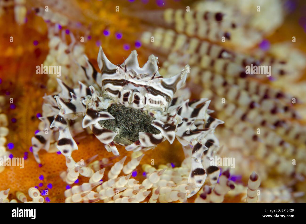Zebrida adamsii -Fotos und -Bildmaterial in hoher Auflösung – Alamy
