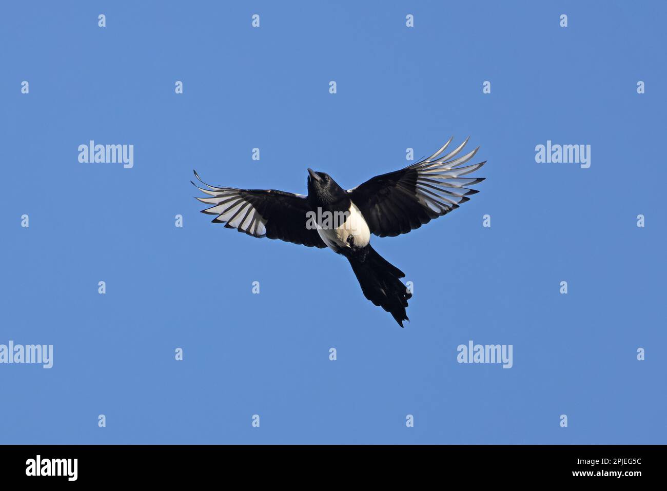 Elstern 2023 -Fotos und -Bildmaterial in hoher Auflösung – Alamy