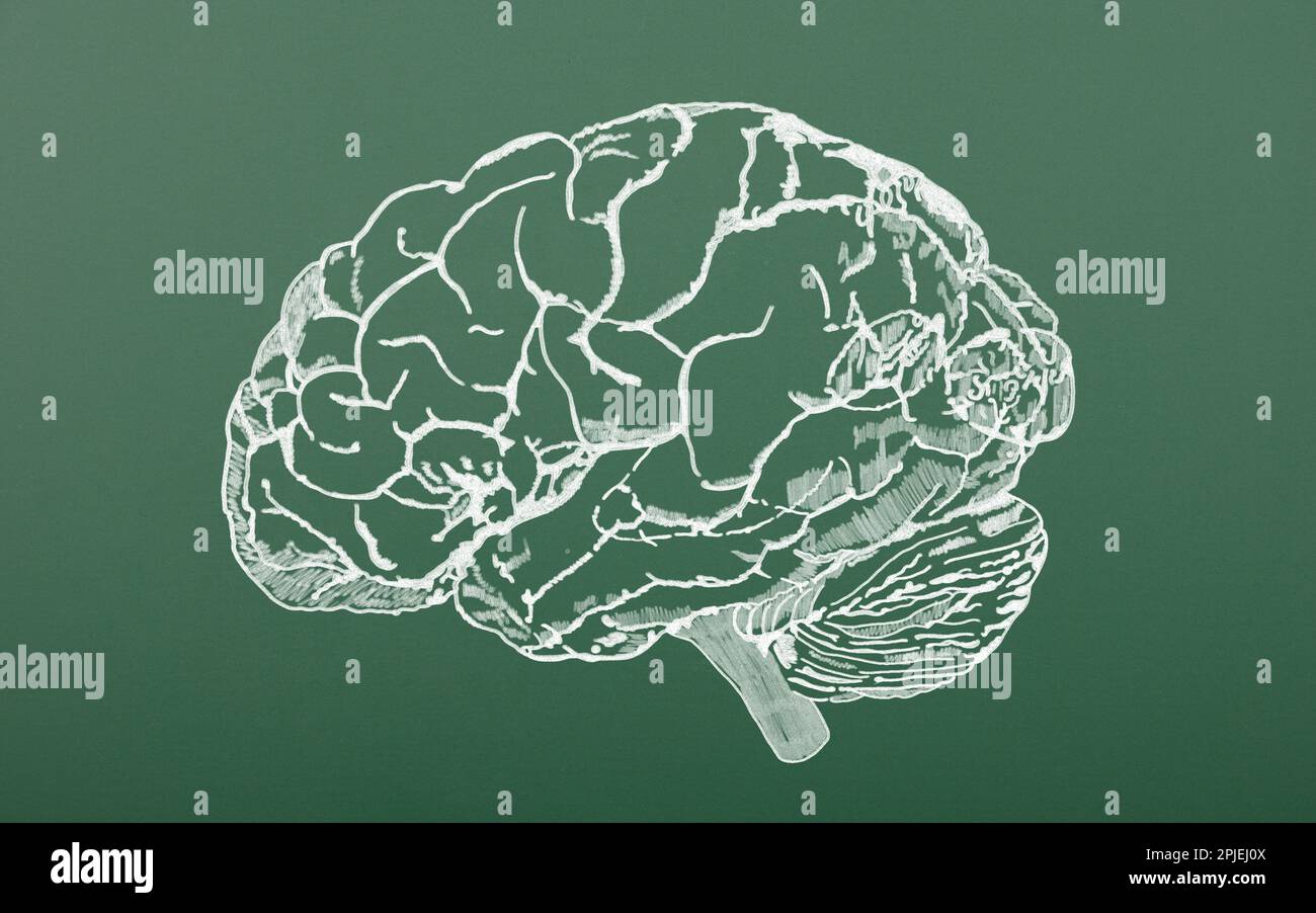 Human Brain Scheme Vintage für Bildung oder Wissenschaft. Detaillierte ...