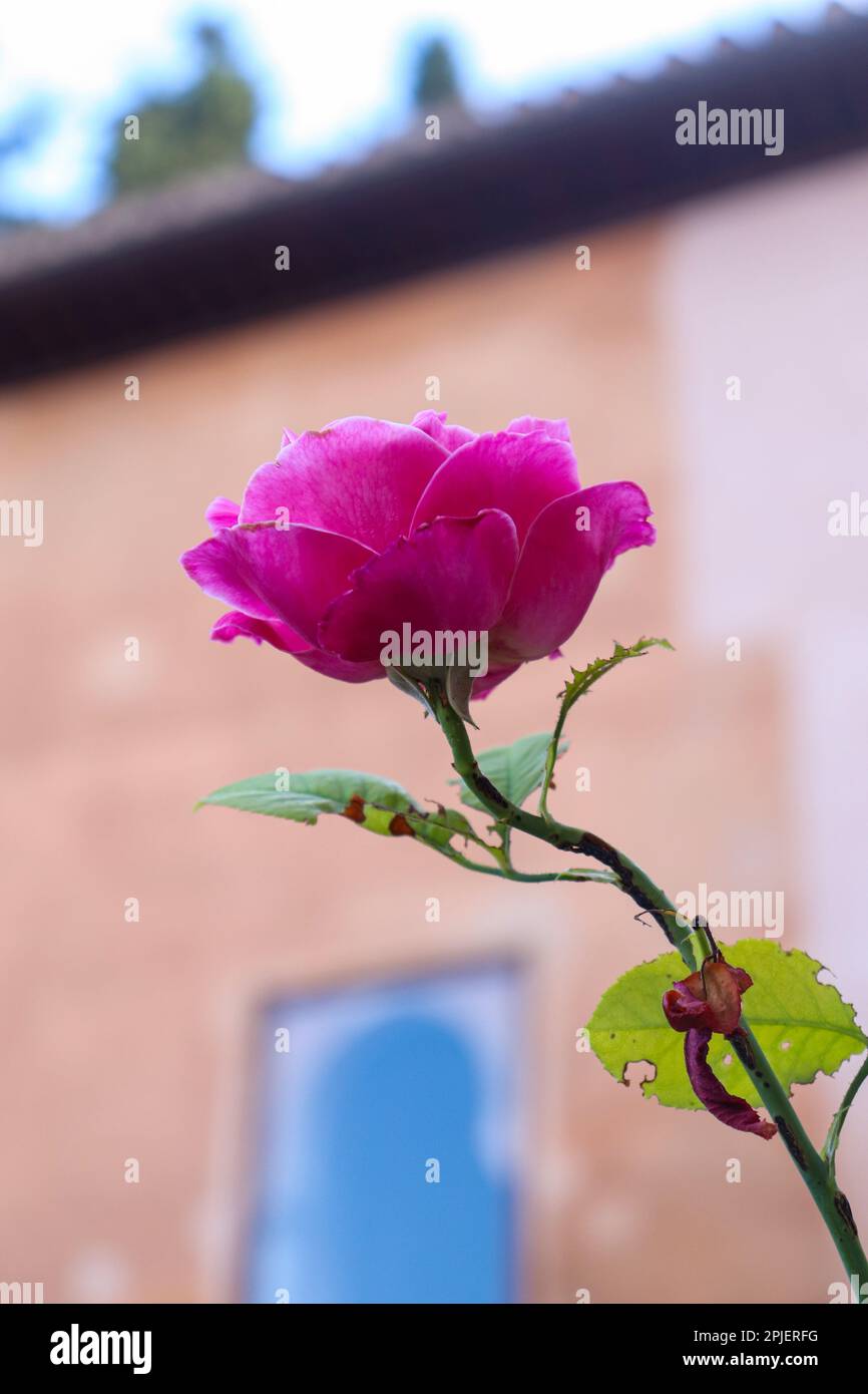 Lange stielrosen -Fotos und -Bildmaterial in hoher Auflösung – Alamy