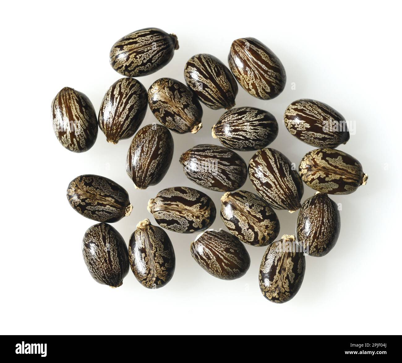 Rizinus, Ricinus Communis ist eine Gift- und Heilpflanze mit roten ...