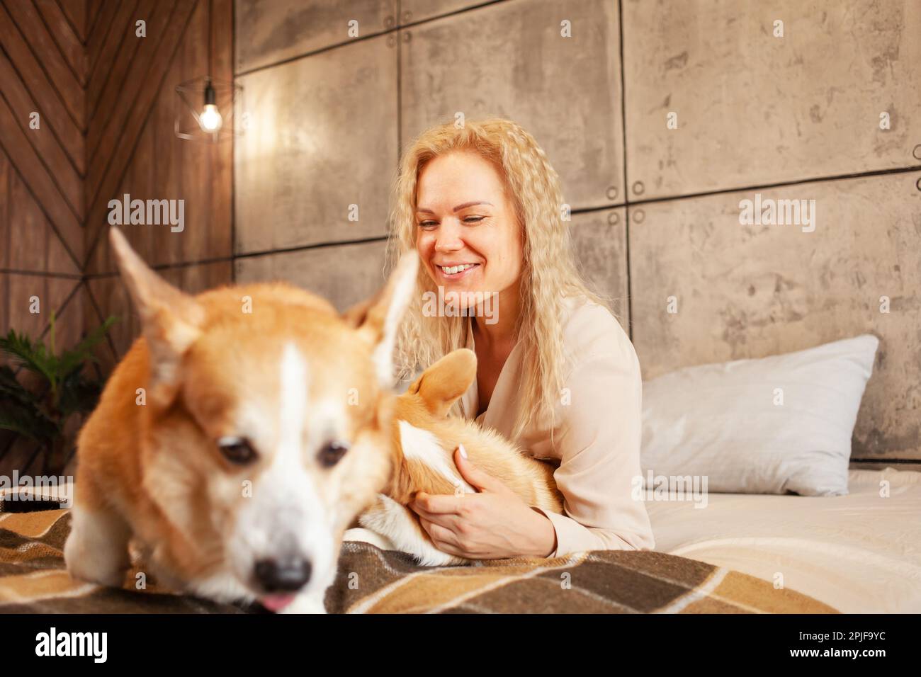 Frau spielt mit Hunden auf dem Bett, lustige und zufriedene Tiere ...