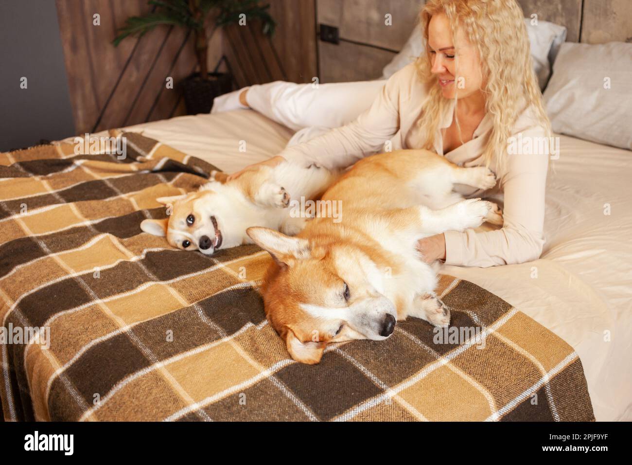 Frau Spielt Mit Hunden Auf Dem Bett Lustige Und Zufriedene Tiere