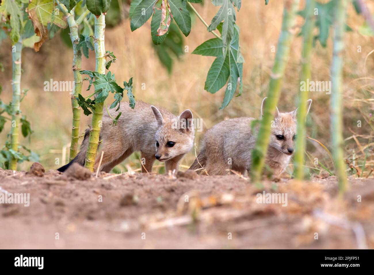 Jungtiere von Bengalfuchs (Vulpes bengalensis), auch bekannt als ...