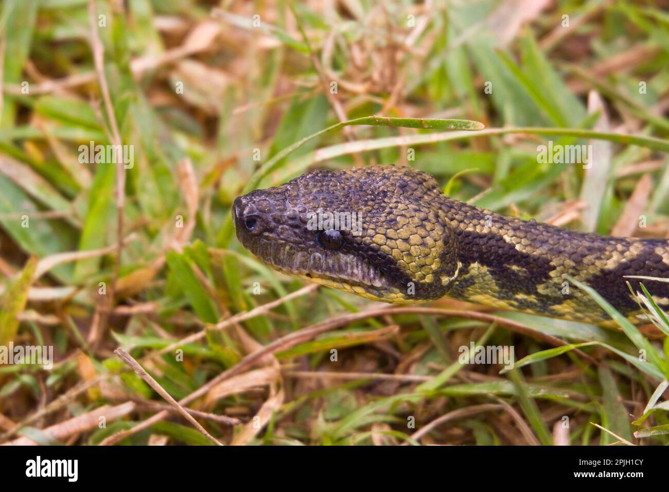 Madagaskar baum boa -Fotos und -Bildmaterial in hoher Auflösung – Alamy