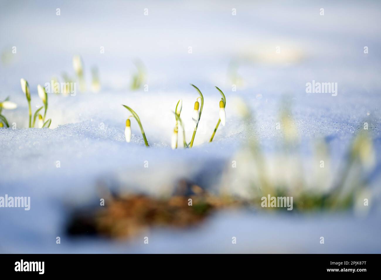 Galanthus nivalis, die schneeglöckchen oder gemeinsamen Schneeglöckchen ...