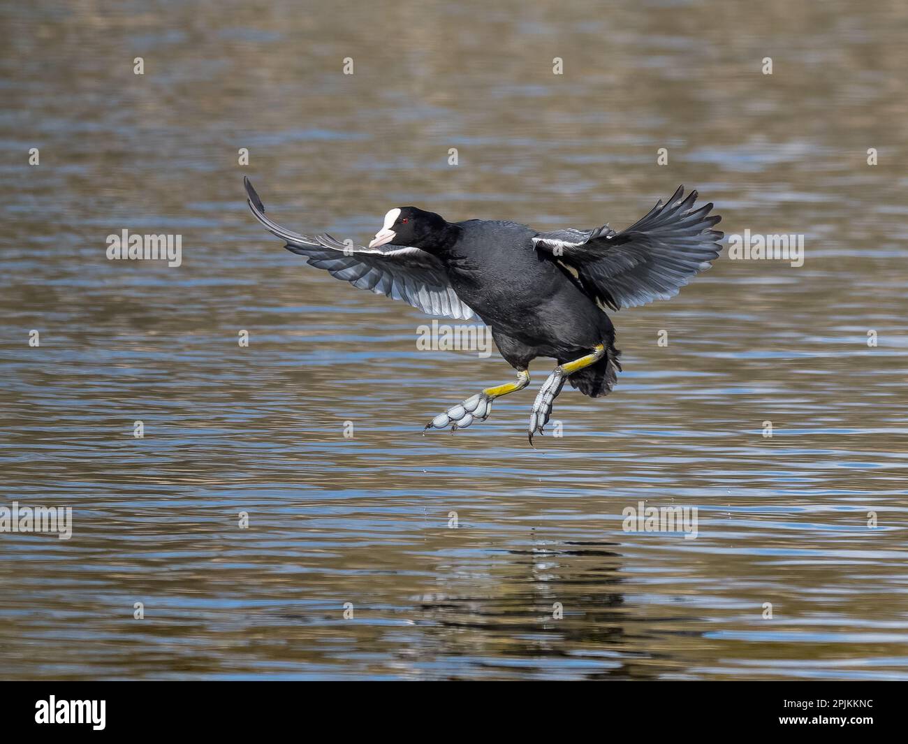 Wildtier actionaufnahme -Fotos und -Bildmaterial in hoher Auflösung – Alamy