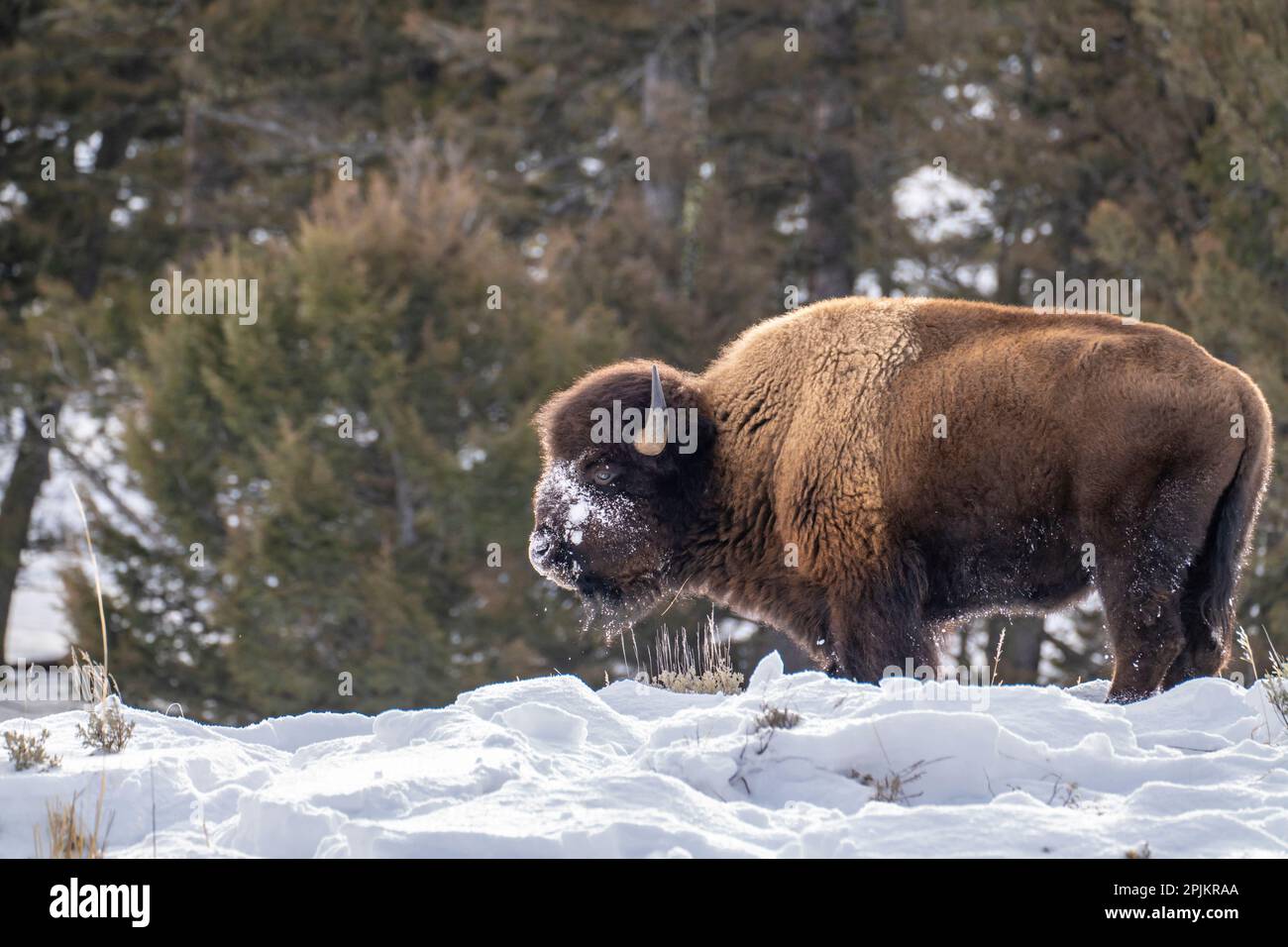 Bison yellowstone winter essen -Fotos und -Bildmaterial in hoher ...