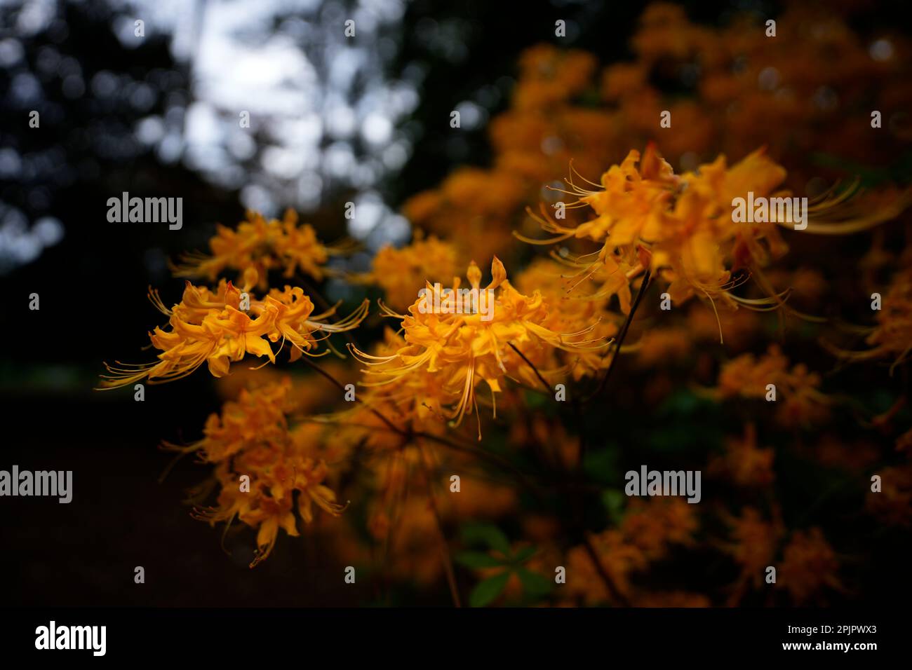 Azaleas are seen during a practice for the Masters golf tournament at ...