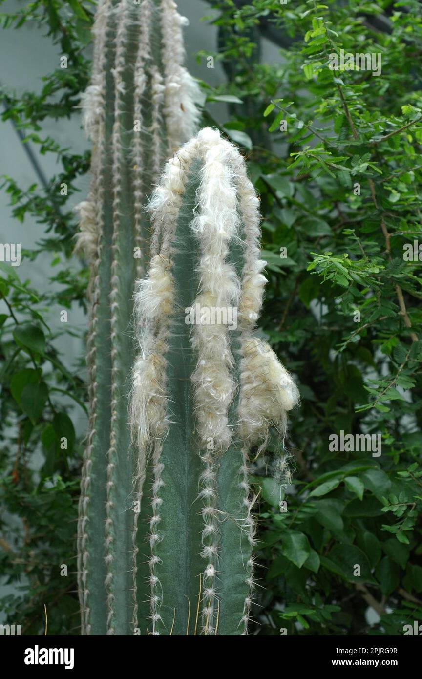 Pilosocereus kaktus -Fotos und -Bildmaterial in hoher Auflösung – Alamy