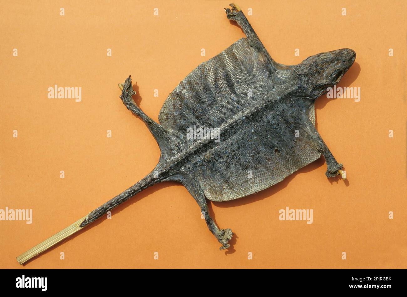 Tokay gecko gecko gecko dead -Fotos und -Bildmaterial in hoher ...