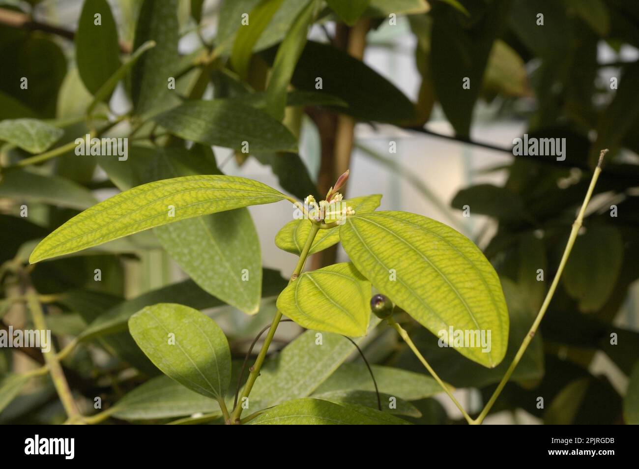 Ceylon cinnamon tree -Fotos und -Bildmaterial in hoher Auflösung – Alamy