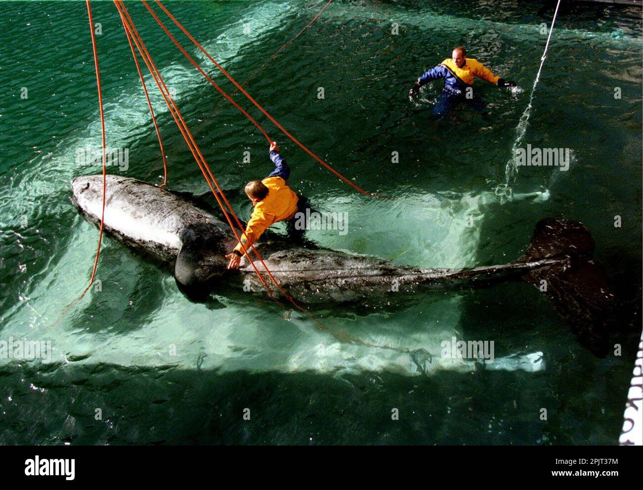 FILE -Trainer Jeff Foster tries to coax Keiko, star of the movie "Free ...