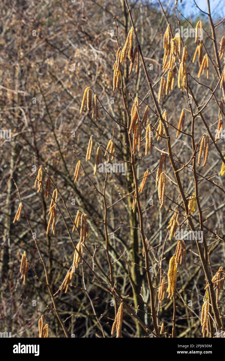 Zweig mit samen und knospen -Fotos und -Bildmaterial in hoher Auflösung ...