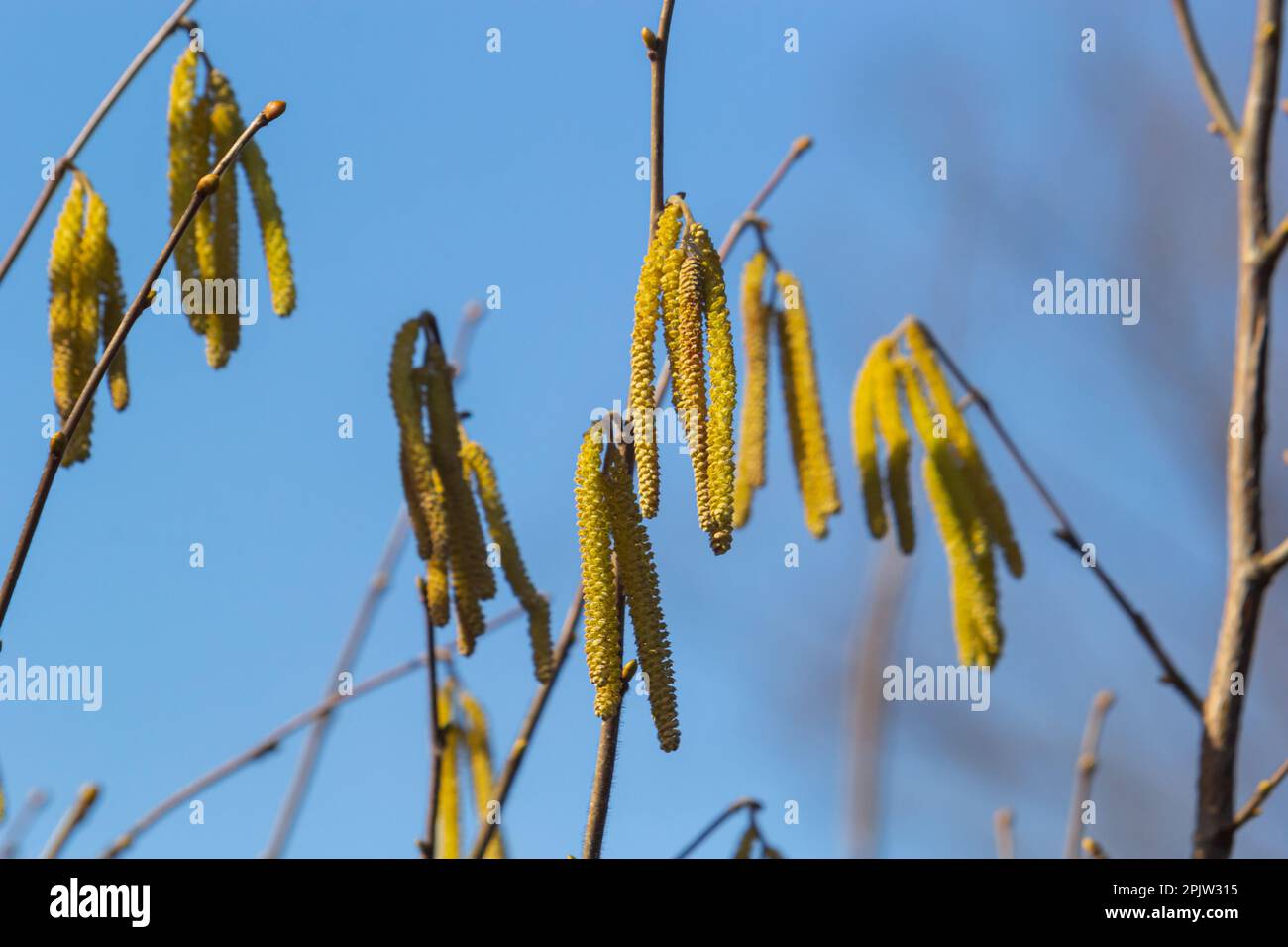 Zweig mit samen und knospen -Fotos und -Bildmaterial in hoher Auflösung ...