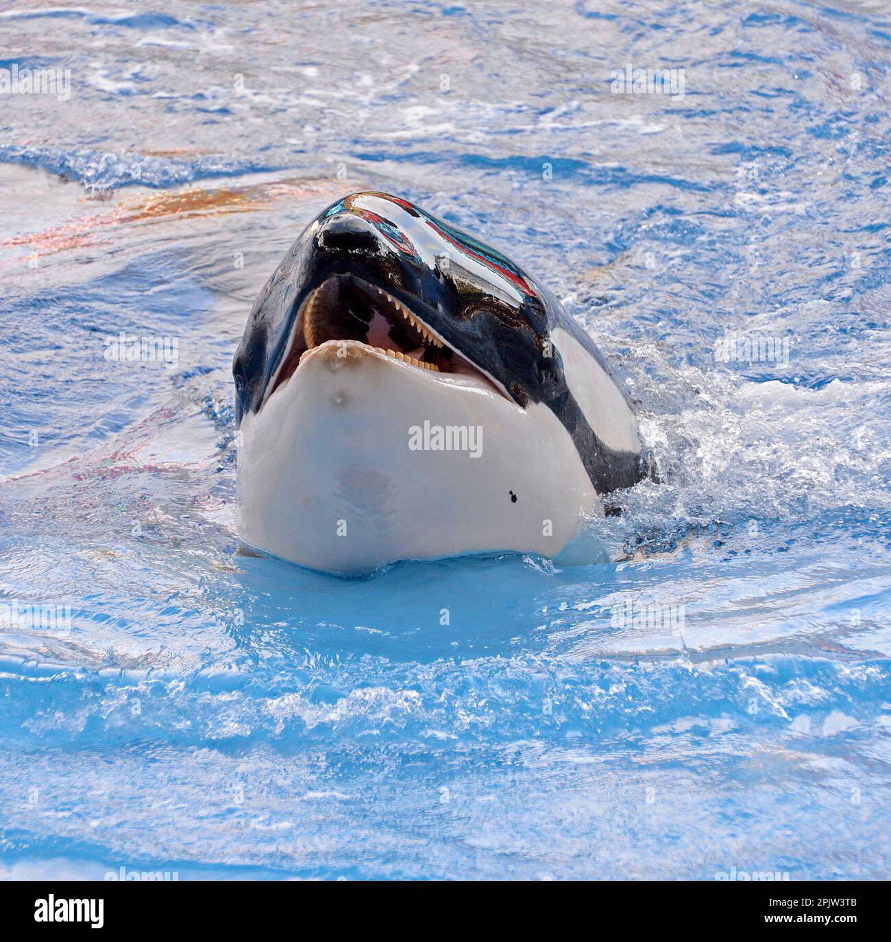 FORT LAUDERDALE, Florida - APRIL 04: Captive Orca Lolita wird nach 50 ...