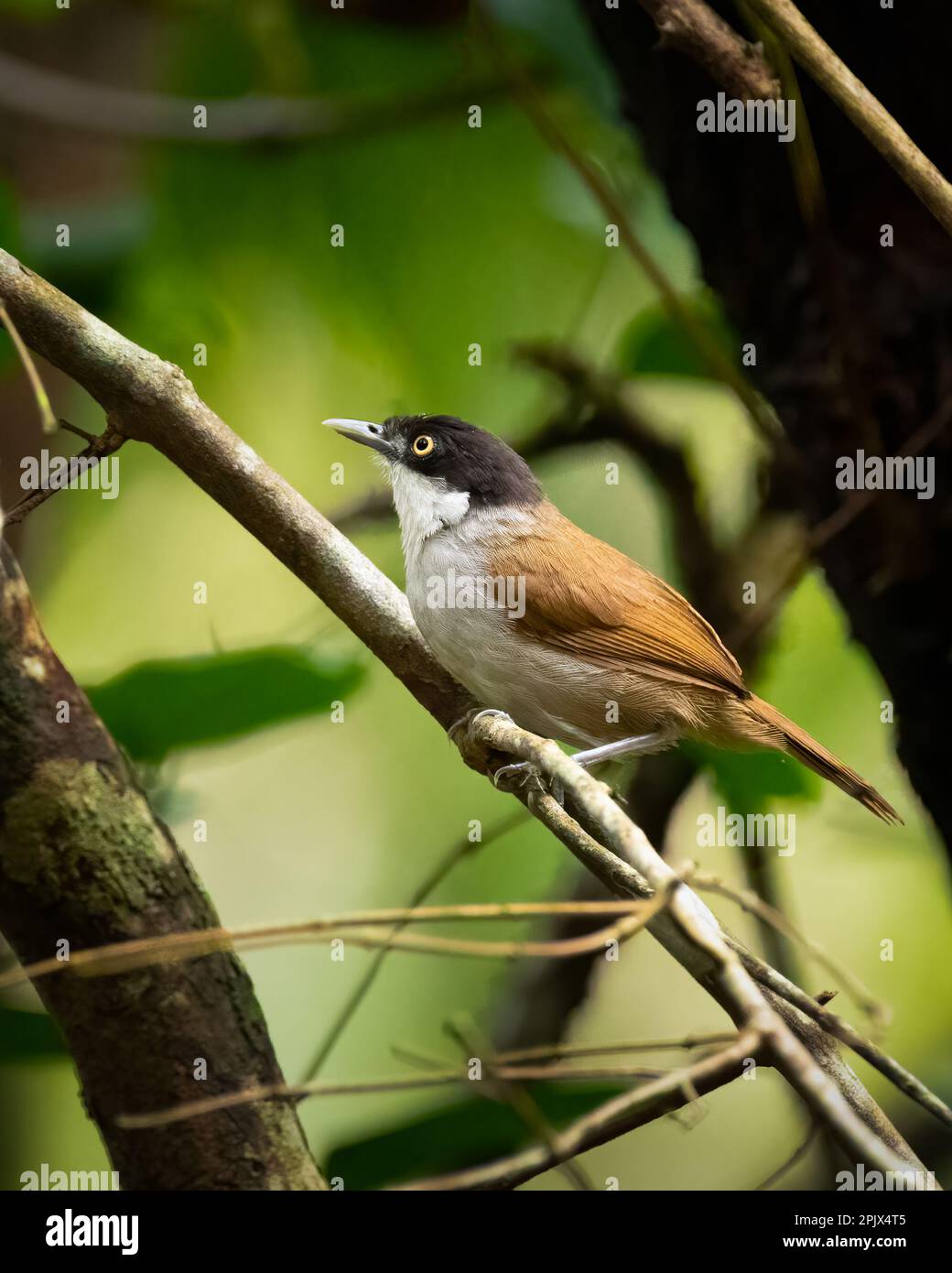 Rhopocichla atriceps -Fotos und -Bildmaterial in hoher Auflösung – Alamy