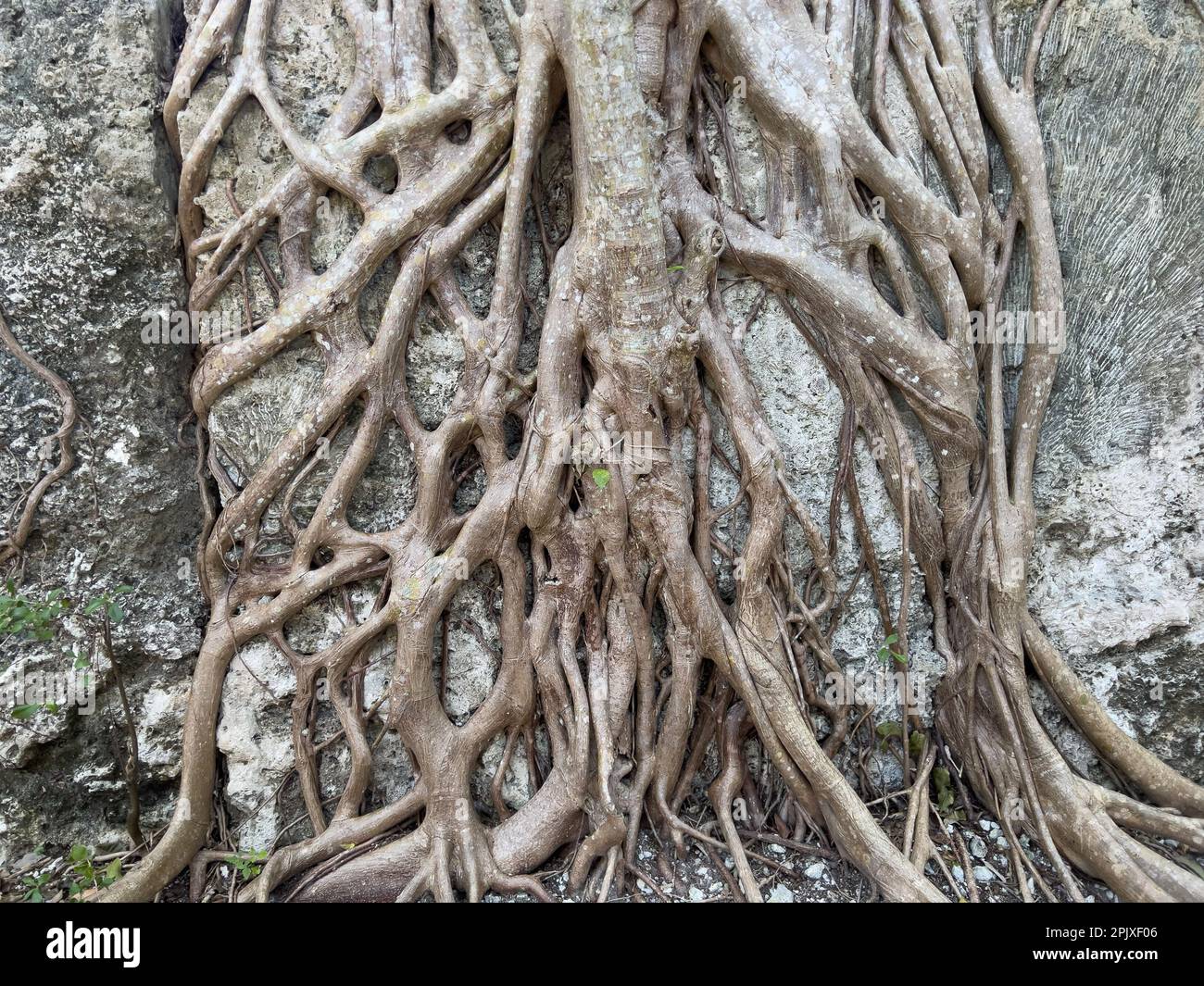 Eine Baumwurzel, die auf einem Fossil im Windley Key Fossil Reef ...