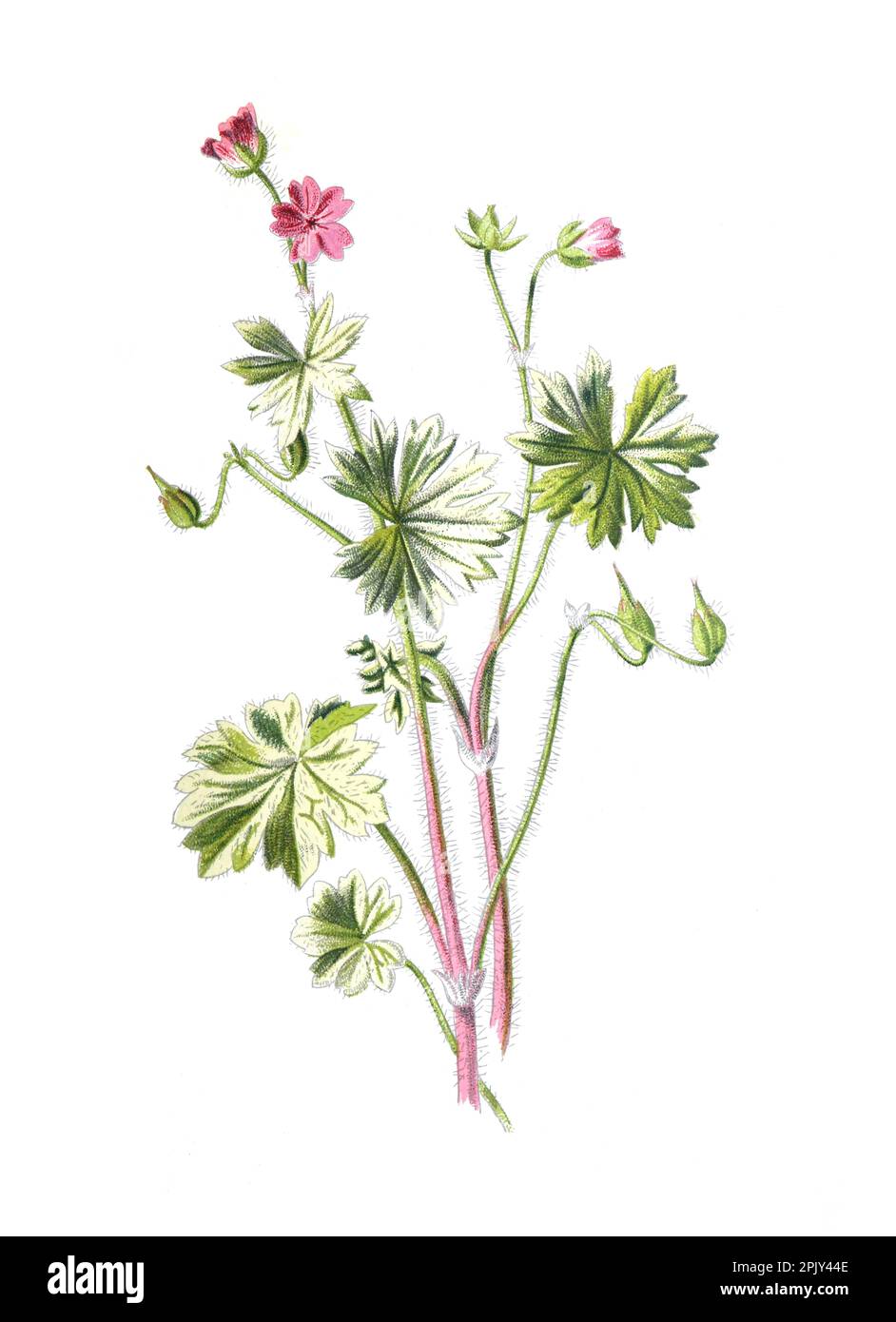 Doves foot cranesbill geranium molle -Fotos und -Bildmaterial in hoher ...