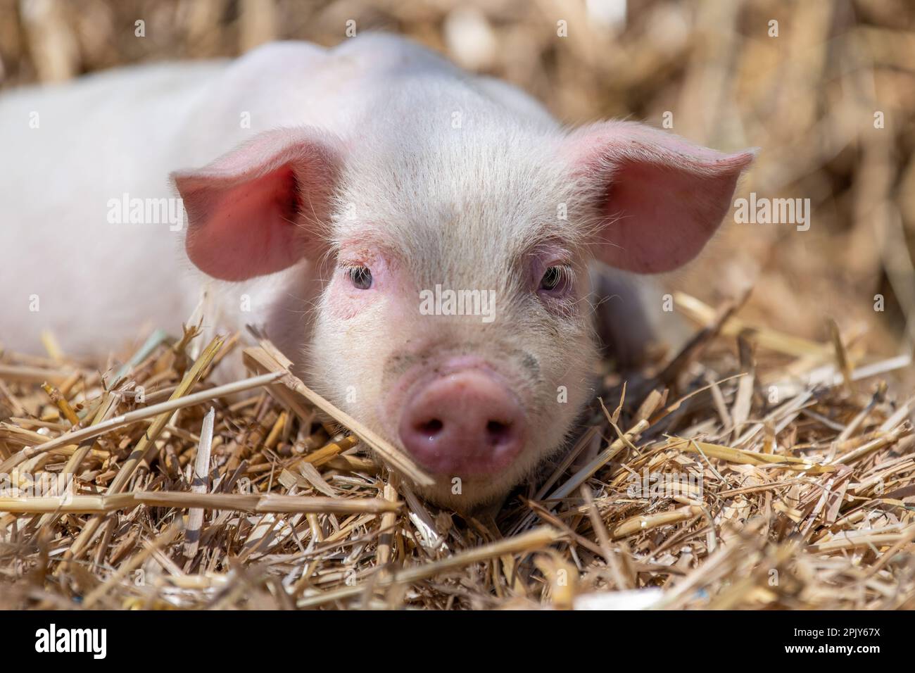 Schließen Sie das Babyferkel auf Heu und Stroh auf der ...