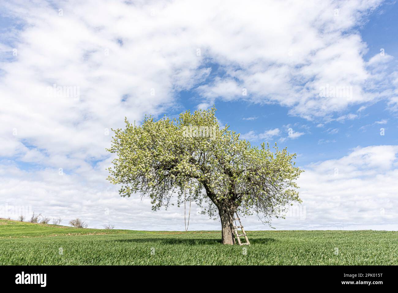 Üppig weiße blühende Äste von Obstbäumen unter bewölktem Himmel im ...