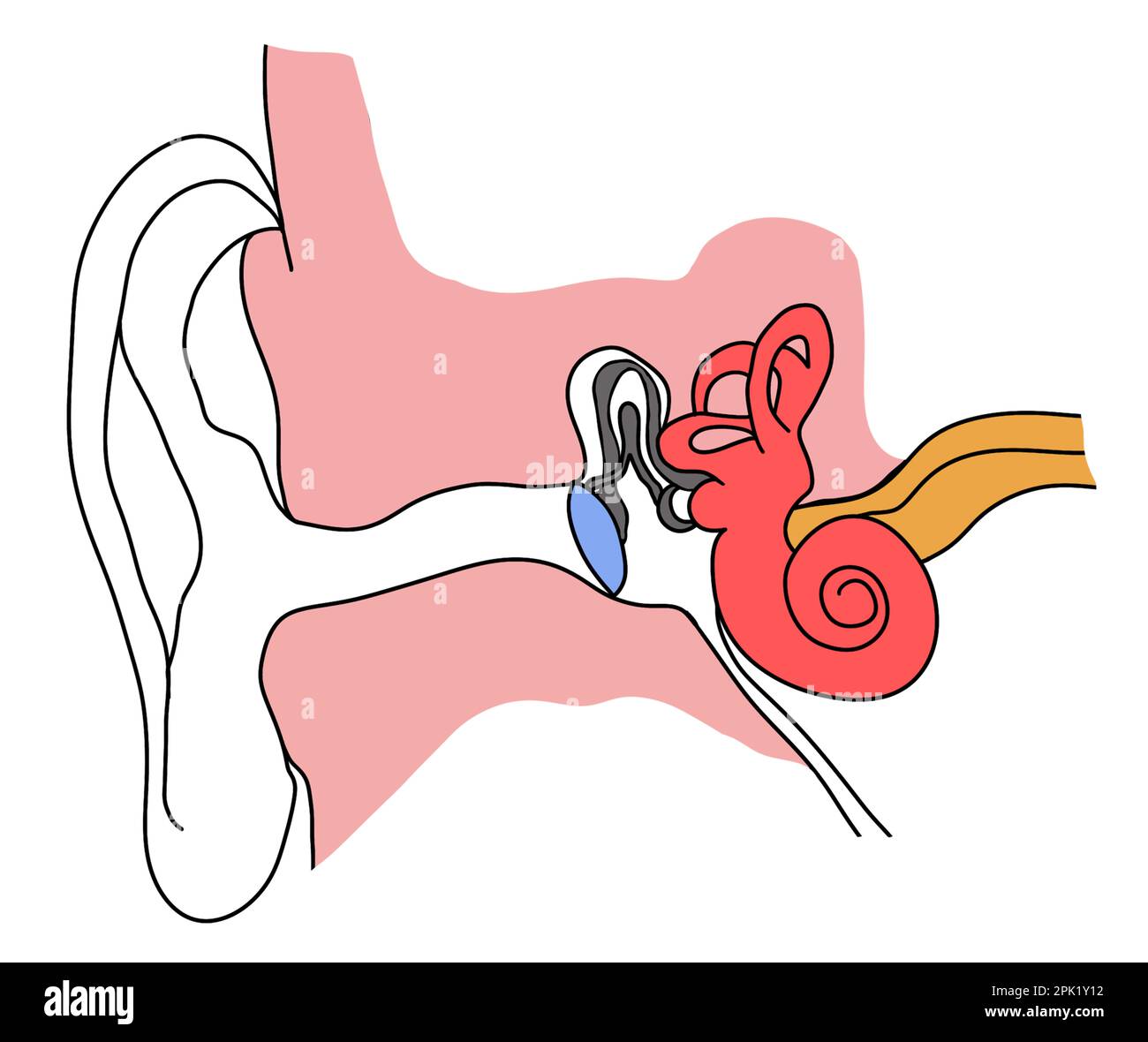 Anatomie des menschlichen Ohres auf weißem Hintergrund. Illustration ...