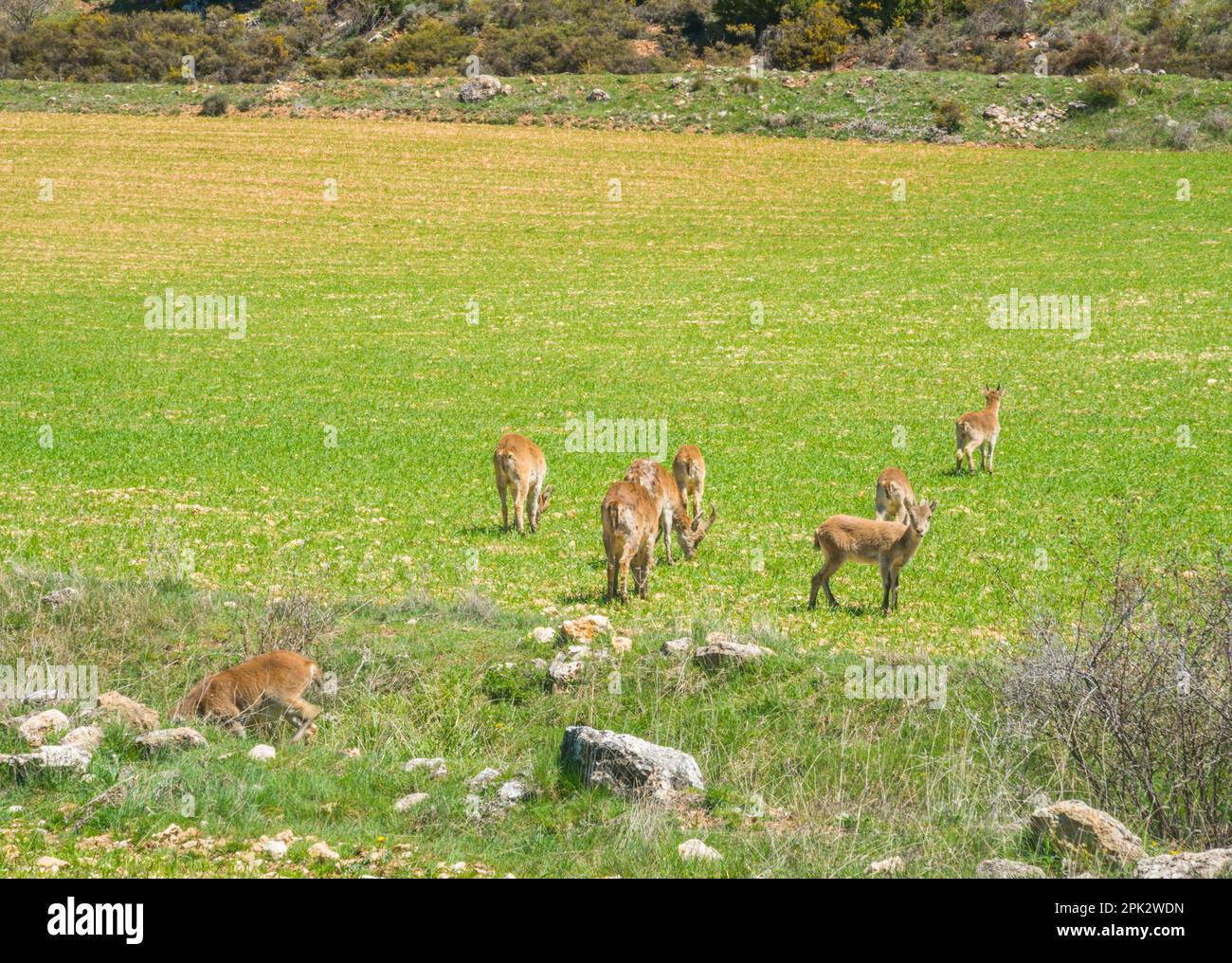 Monte familie -Fotos und -Bildmaterial in hoher Auflösung – Alamy