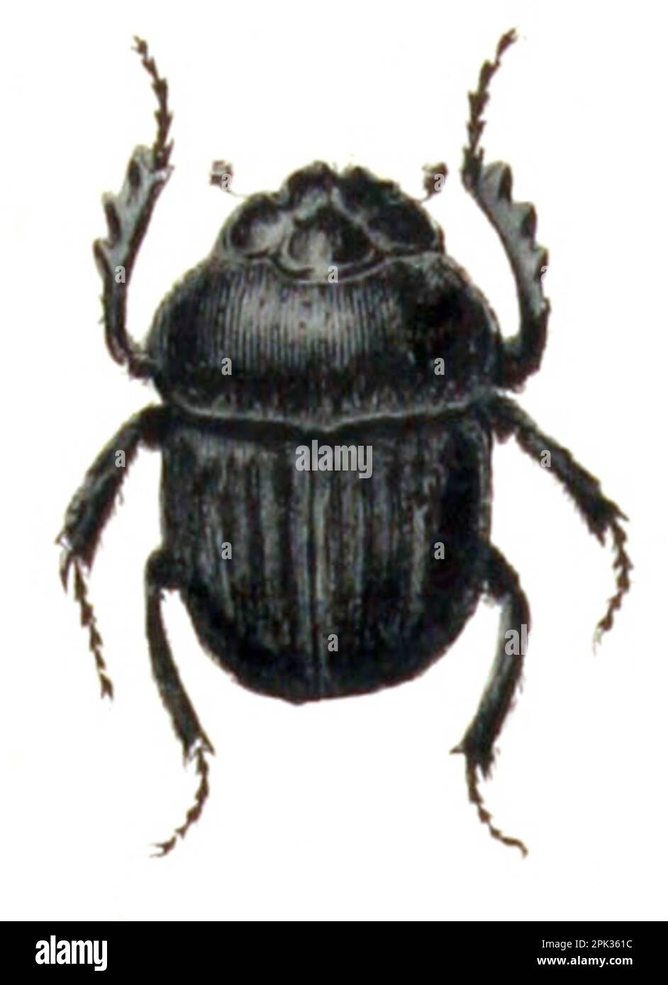 Scarabaeus laticollis -Fotos und -Bildmaterial in hoher Auflösung – Alamy