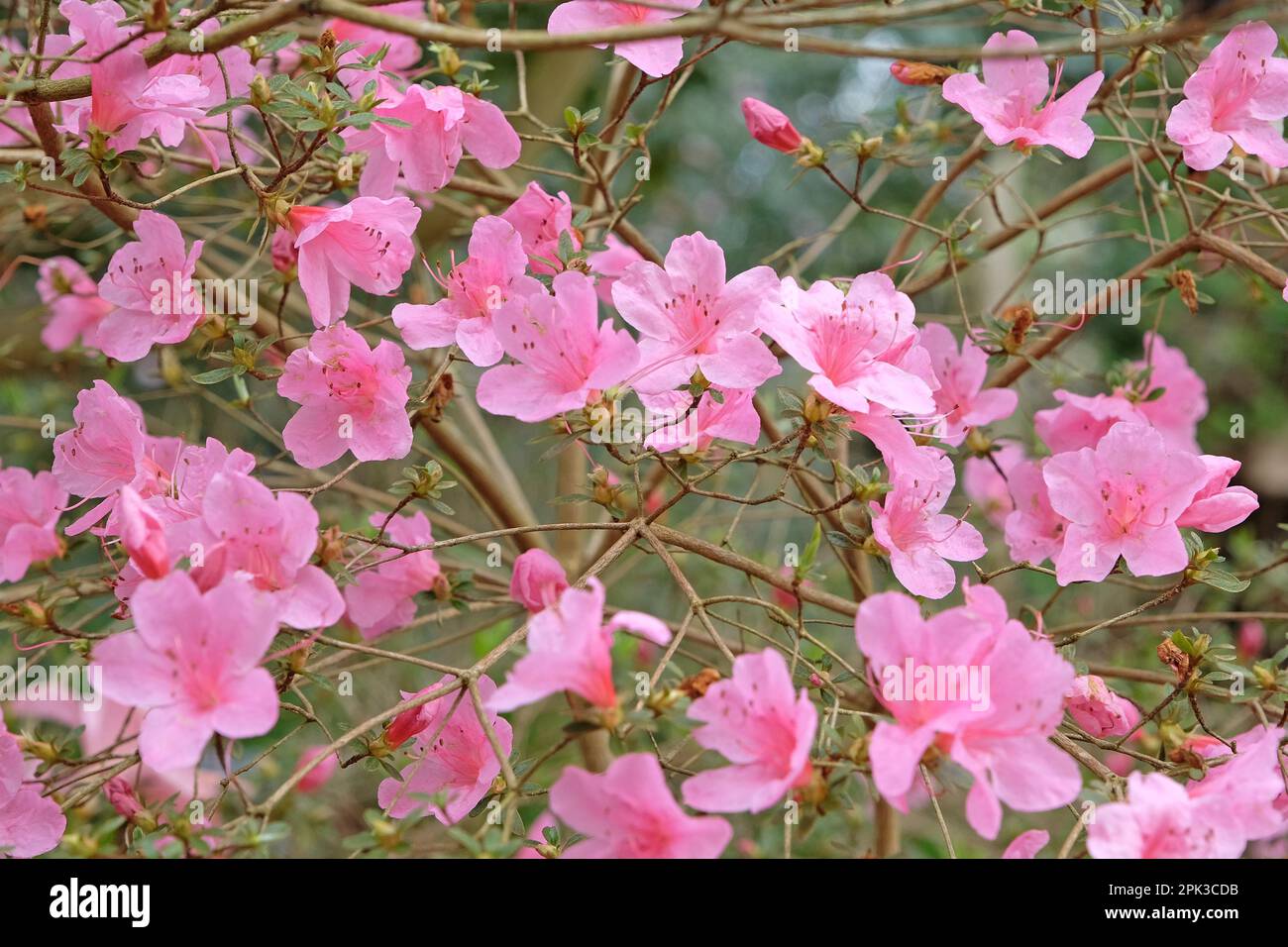 Madame albert -Fotos und -Bildmaterial in hoher Auflösung – Alamy