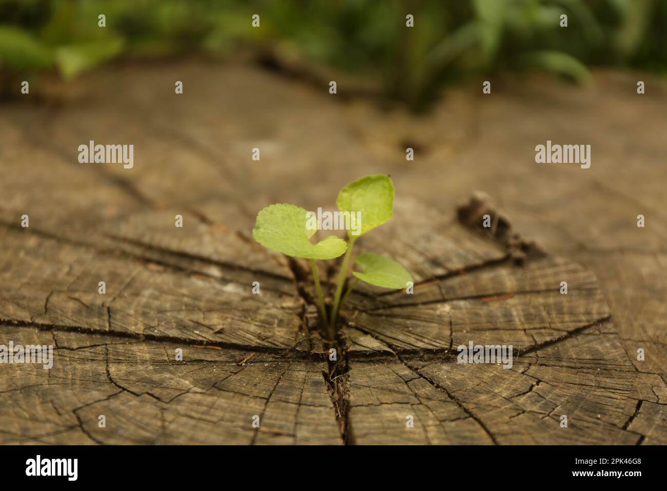 Junge Setzlinge, die aus Baumstumpf wachsen, dicht beieinander. Neues ...