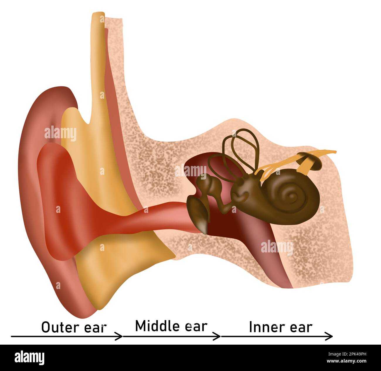 Anatomie des ohrs -Fotos und -Bildmaterial in hoher Auflösung – Alamy