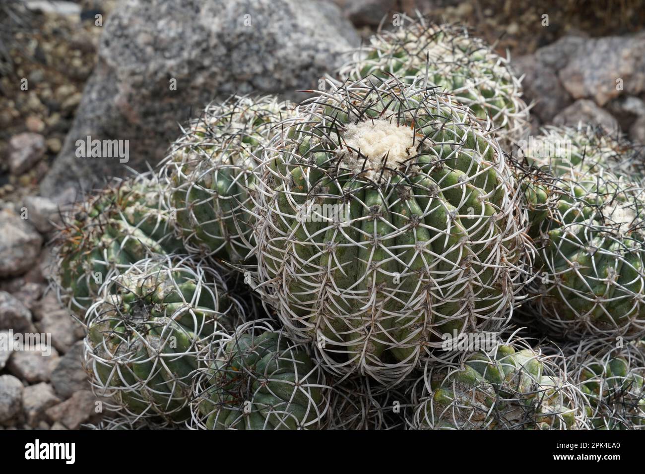 Copiapoa coquimbana -Fotos und -Bildmaterial in hoher Auflösung – Alamy