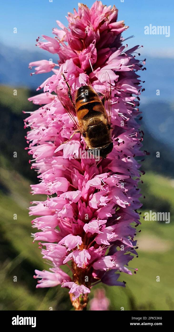 Biene, Hummel, Kuh, Kühe, Libelle, Mailand, Mungga, Murmeli, Murmeltier ...