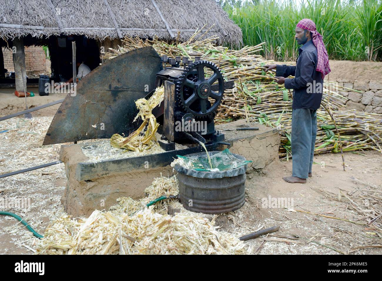 Zuckerrohr pflanze -Fotos und -Bildmaterial in hoher Auflösung – Alamy