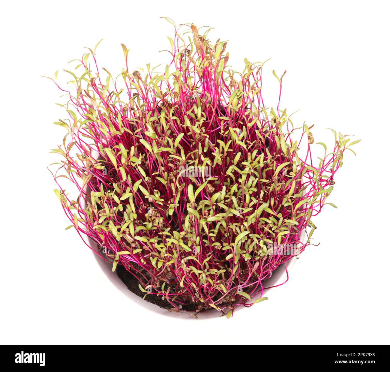 Red beet -Fotos und -Bildmaterial in hoher Auflösung – Alamy