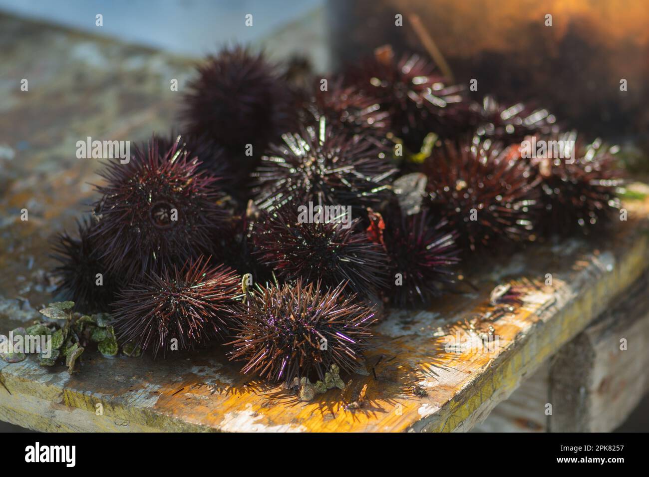 Einfach Seeigel über dem Tresen in einem Fischmarkt oder Fischerei ...