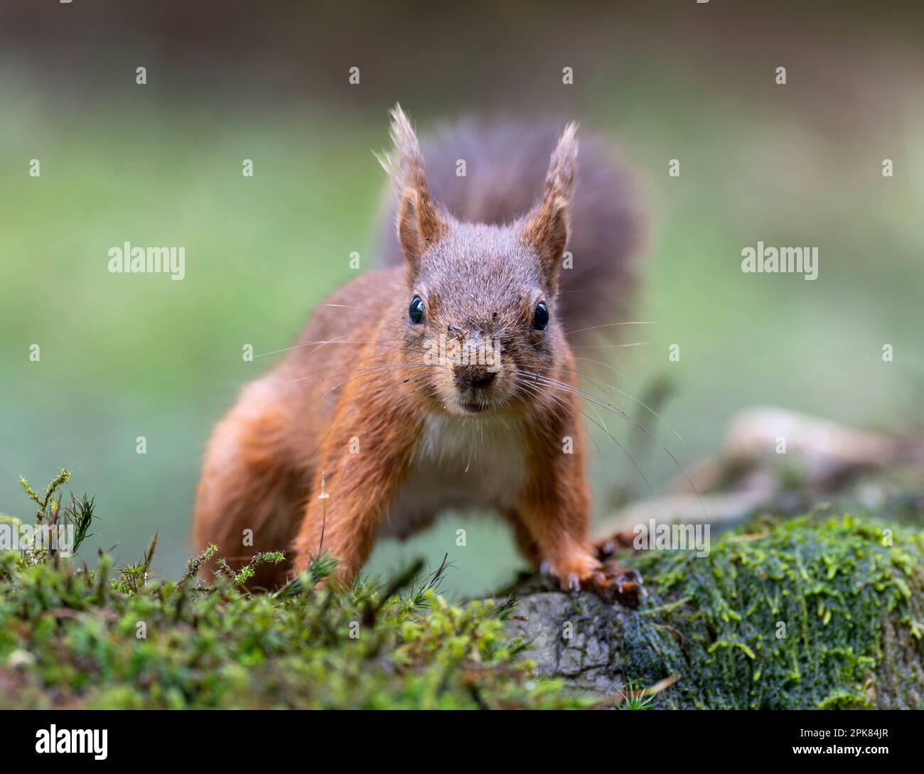 Ein britisches rotes Eichhörnchen (Sciurus vulgaris) auf einem ...