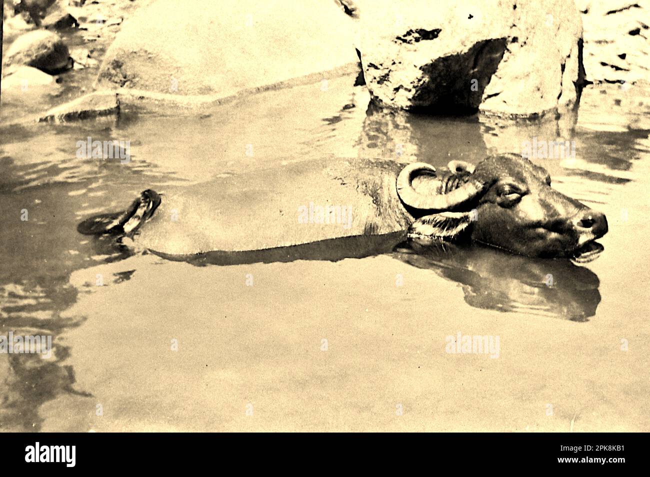 Historische fotos aus dem ersten weltkrieg -Fotos und -Bildmaterial in ...