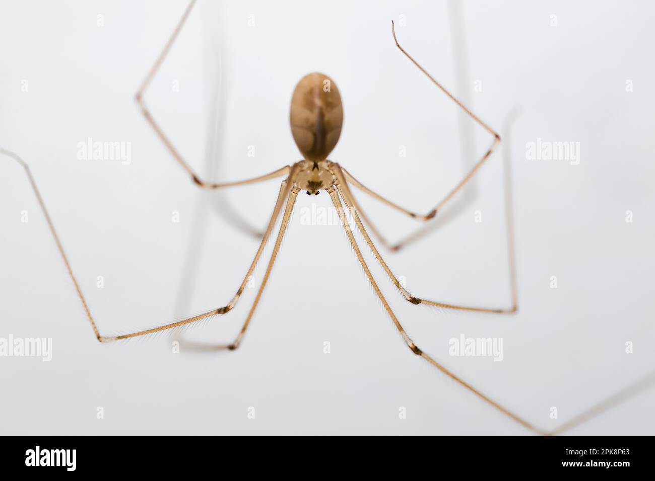 Daddy Langbein-Spinne, oder Pholcus phalangioides, Makro gegen einen ...
