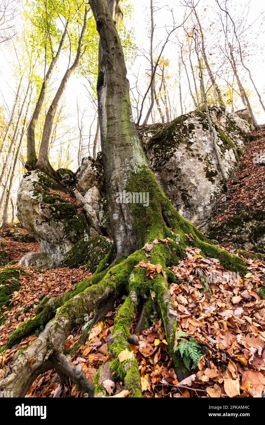Europa, Polen, Schlesien, Krakau-Tschestochowa Hochland / Polnisches Jurassic Hochland, Rezerwat ...
