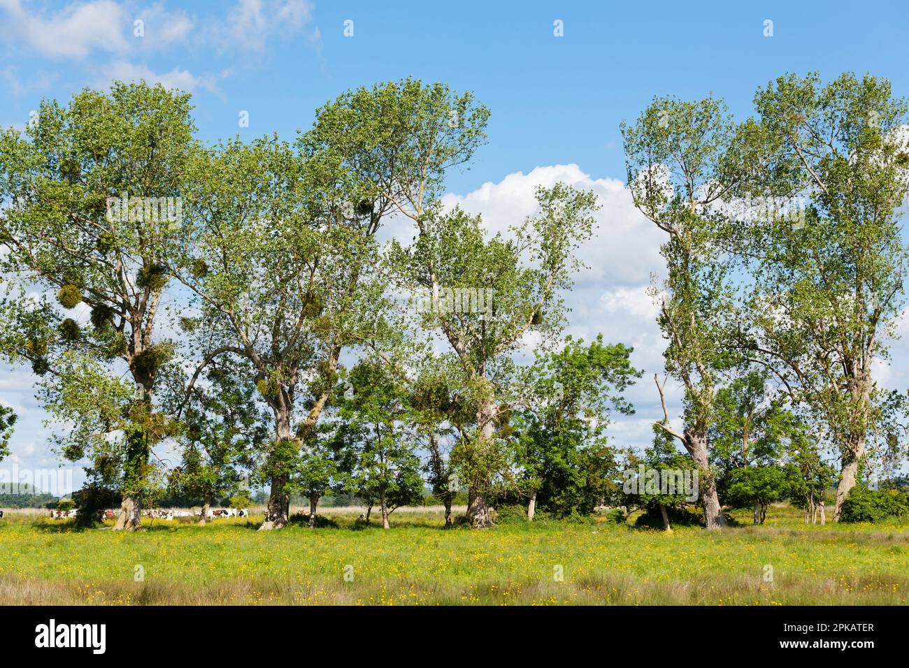 Pappeln im sumpf auf der halbinsel cotentin -Fotos und -Bildmaterial in ...