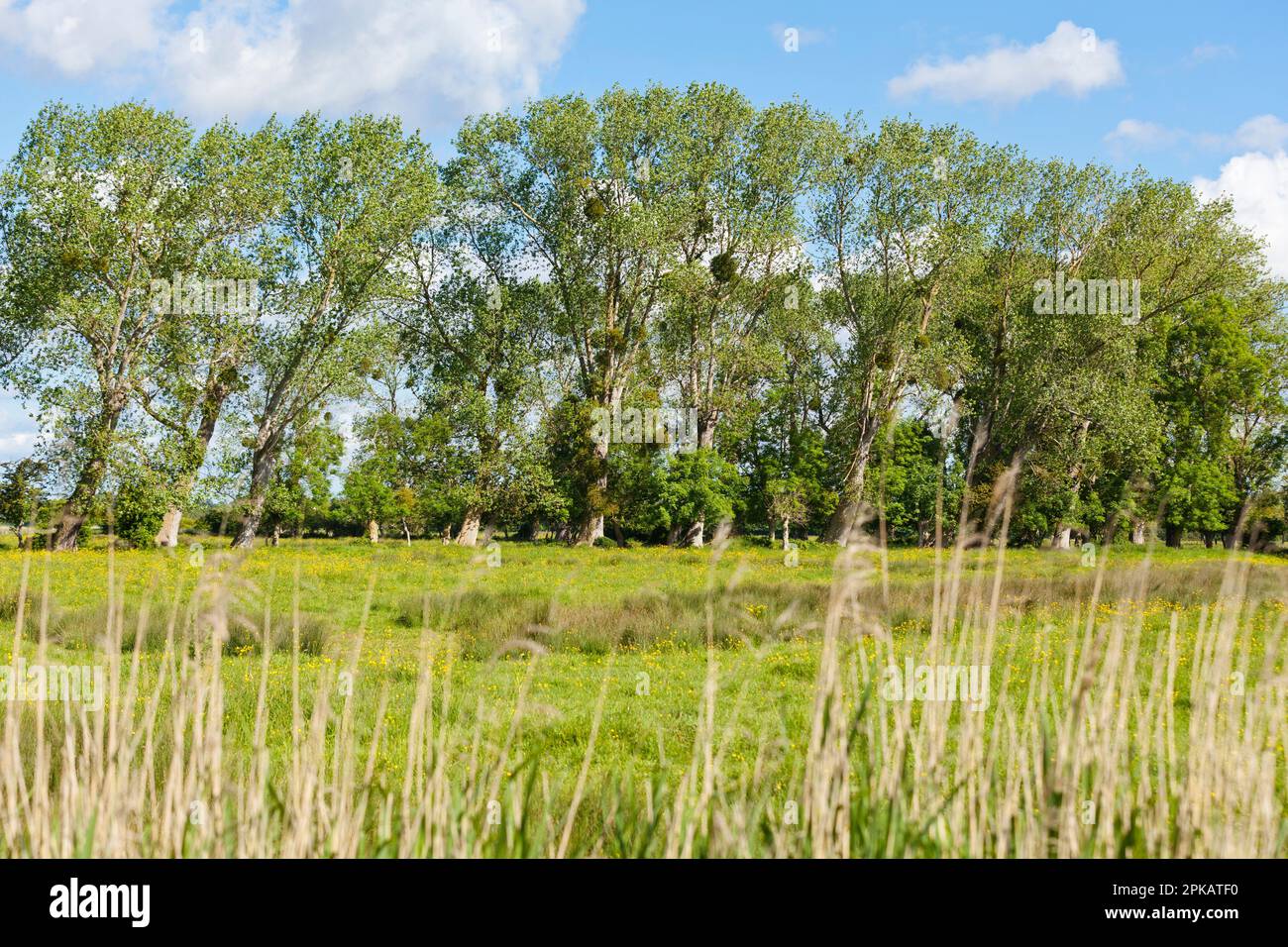 Pappeln im Sumpf auf der Halbinsel Cotentin Stockfotografie - Alamy