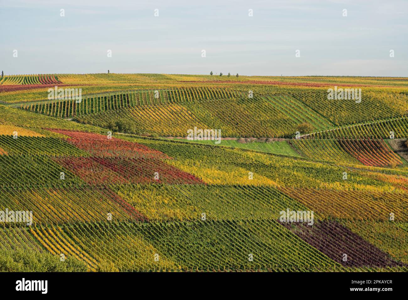 Weinberge auf der Weininsel zwischen Sommerach und Nordheim am Main an ...