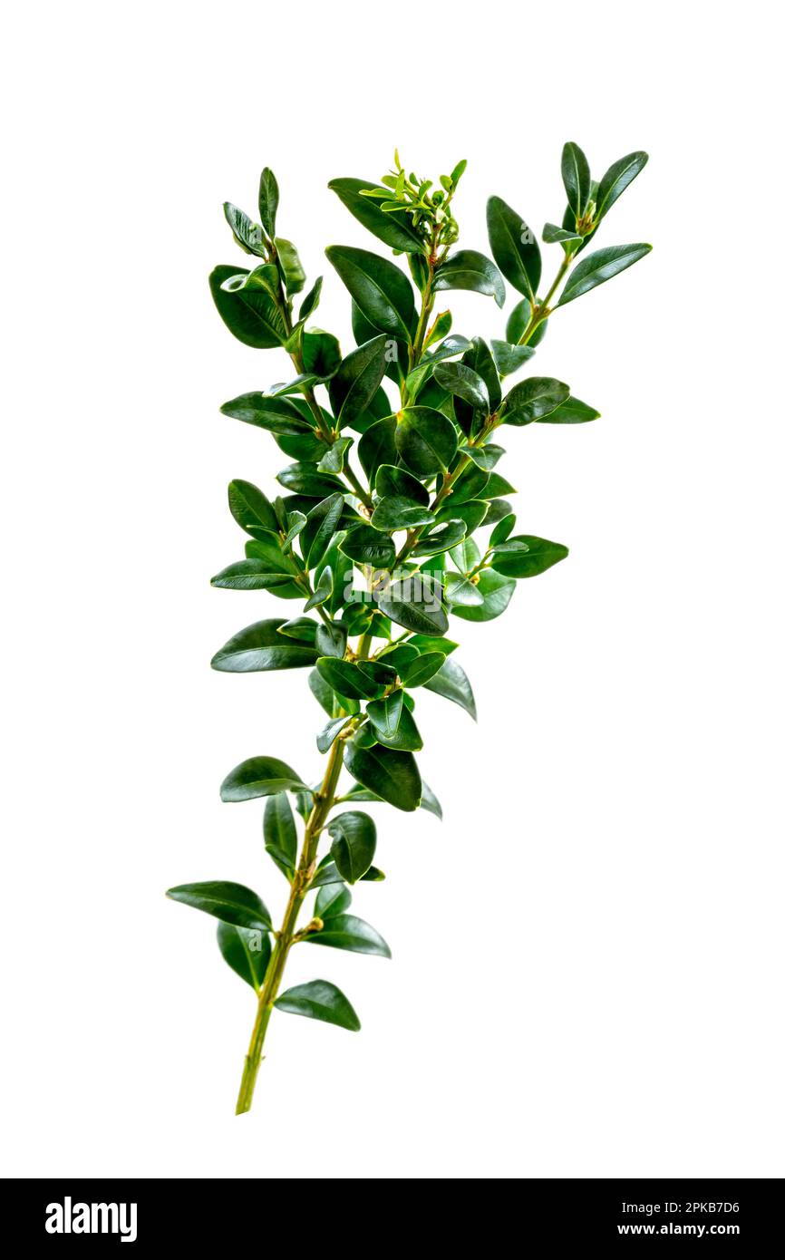 Boxwood buxus sempervirens -Fotos und -Bildmaterial in hoher Auflösung ...