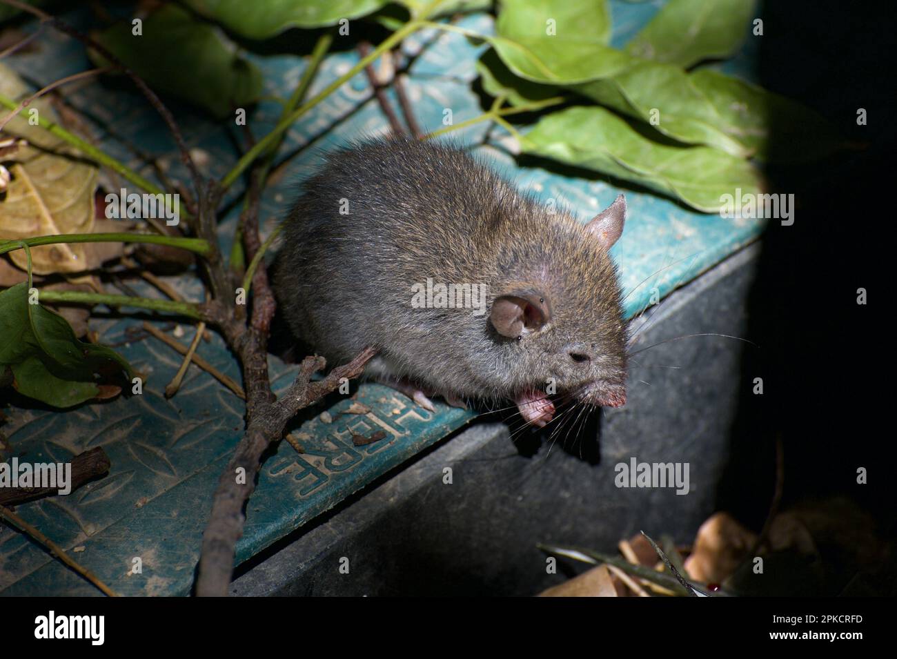 Brown rats -Fotos und -Bildmaterial in hoher Auflösung – Alamy