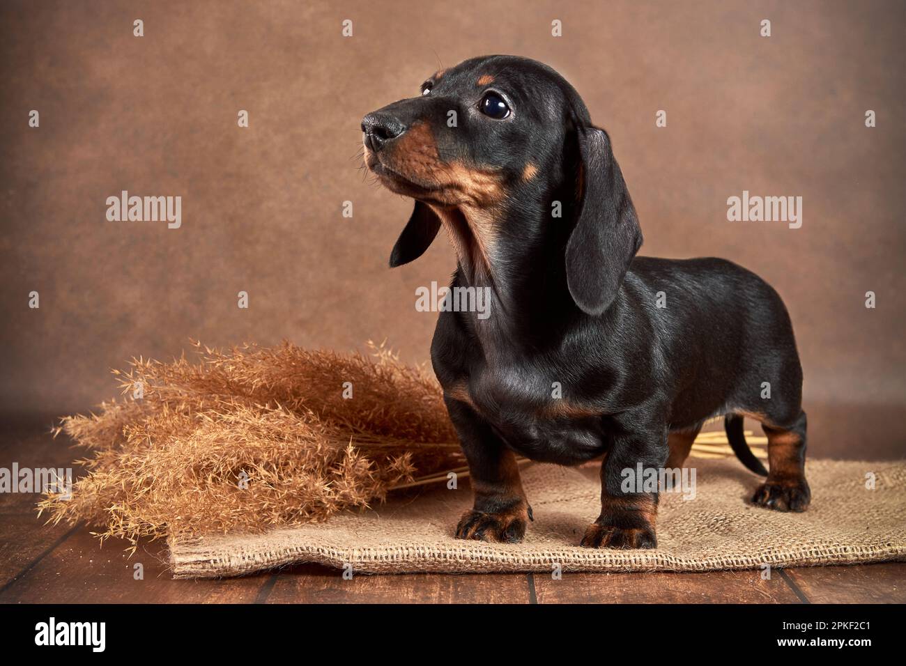 Ein kleines Dackel-Hündchen in Schwarz und Bräunung steht und schaut ...