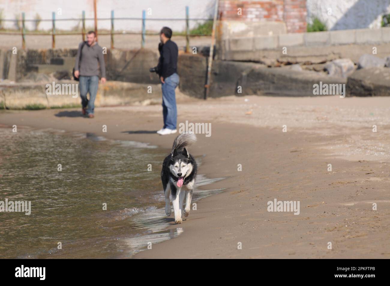 Raubtier wolf vektor -Fotos und -Bildmaterial in hoher Auflösung – Alamy