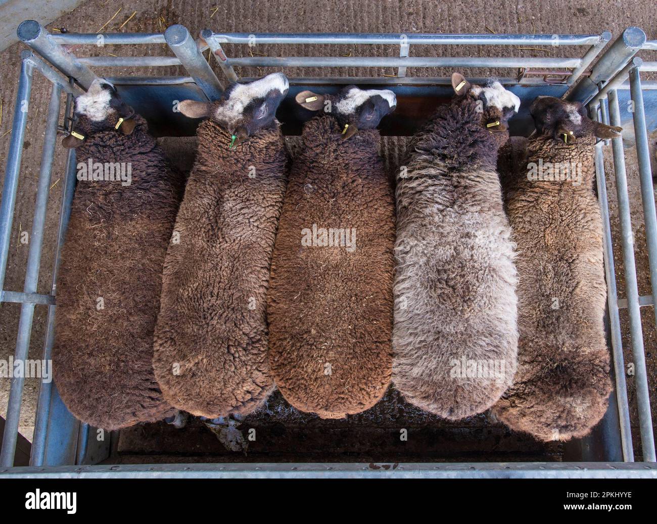 Hausschafe, Zwartbles-Schafe, die auf dem Viehmarkt im Knast stehen ...